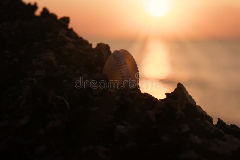 Sea Shell with Open Valves on Rock in Front of Setting Sun Stock Image ...