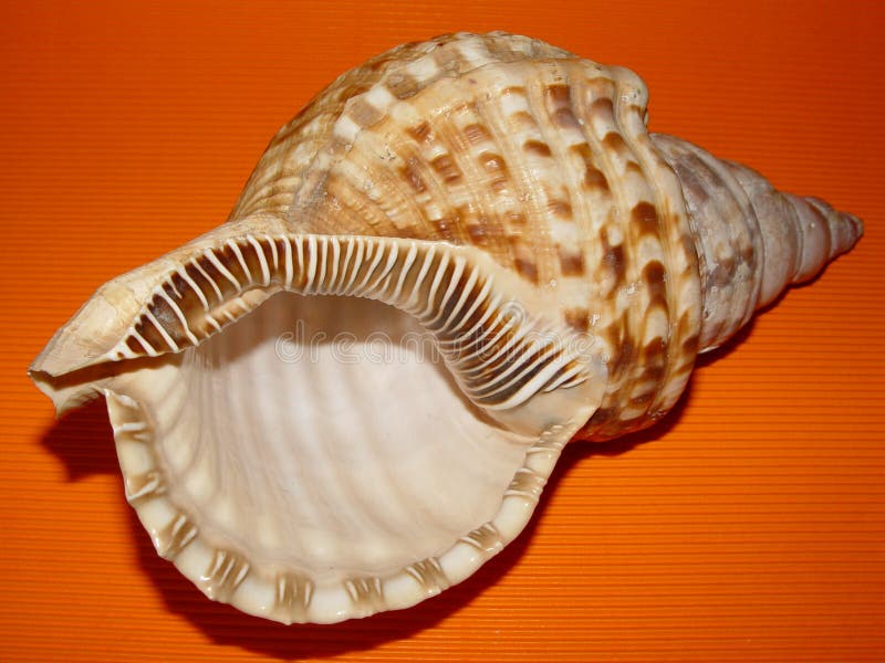 Shell on orange beachsand stock image. Image of orange, ashore - 81299