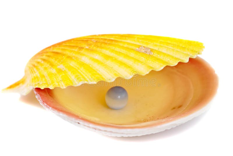 Sea shell with pearl stock image. Image of industry, ocean - 51481231