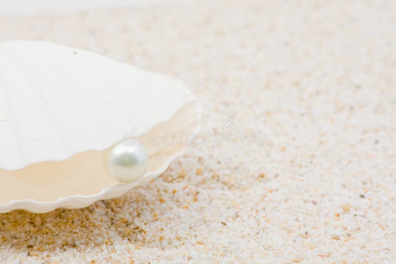 Sea shell with pearl stock image. Image of mollusk, conch - 14719595