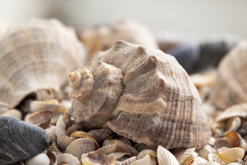 Sea Shell Pearl Background. Seashells Texture Closeup.ish, Sand, Coral ...
