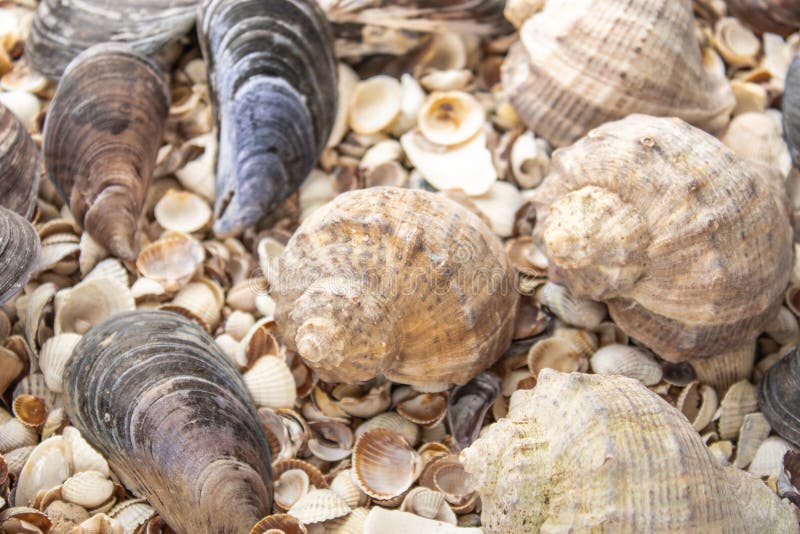 Sea Shell Pearl Background. Seashells Texture Closeup.ish, Sand, Coral ...
