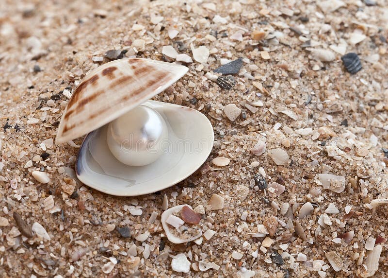 Sea Shell with a Pearl in the Sand Stock Image - Image of seashell ...