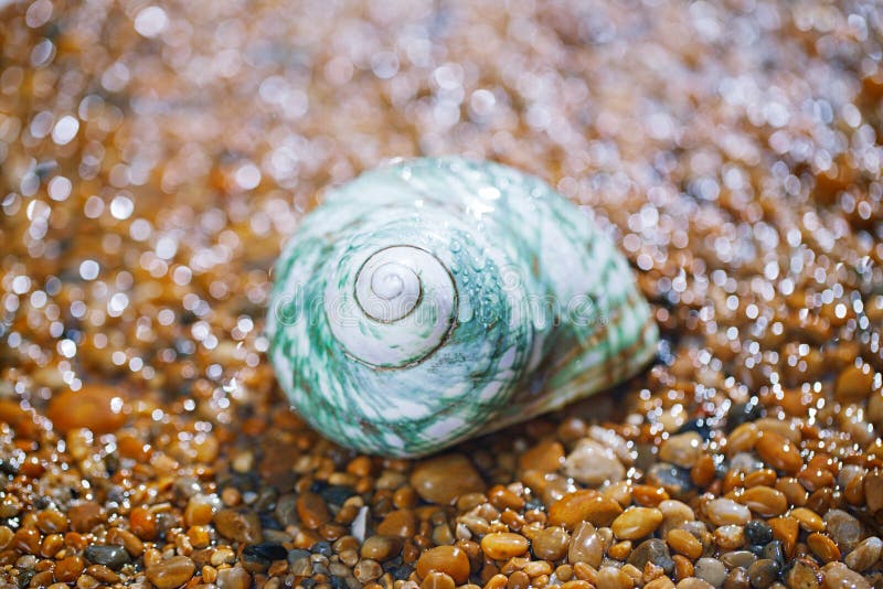 Sea Shell on Pebble Under Rain Droplets ... Stock Image - Image of ...
