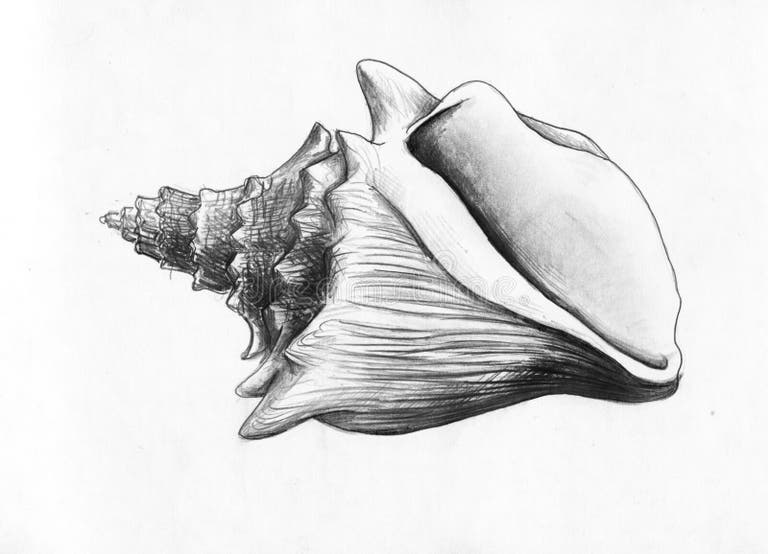 Sea Shell Pencil Drawing Stock Illustrations – 963 Sea Shell Pencil ...