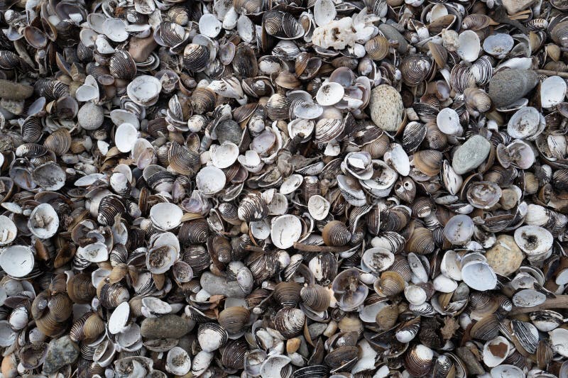 A Sea Shell Pile Filled with Shells and Some Shells on the Ground Stock ...