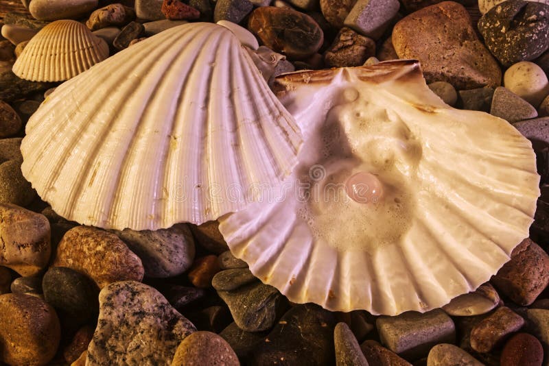 Sea Shell with a Pink Pearl Inside Stock Image - Image of expensive ...