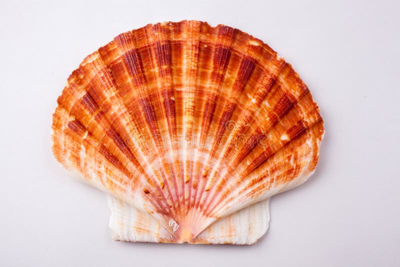 Sea shell stock image. Image of water, nautilus, nautical - 172454171