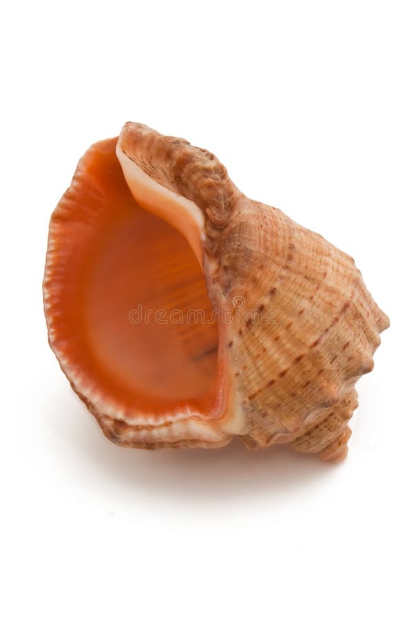 Sea shell Rapana stock photo. Image of creativity, cockleshell - 28357634