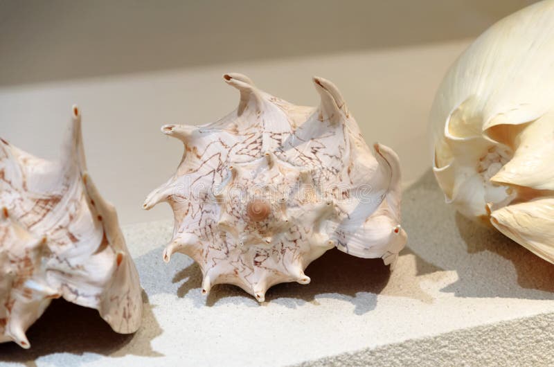 Sea shell stock image. Image of coastline, group, beach - 42616229