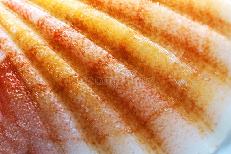 Sea shell stock image. Image of green, horizontal, seashore - 38970163