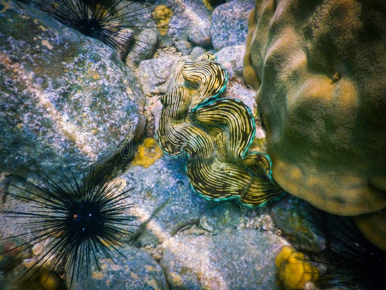 Sea Shell Red Sea Underwater Snorkelling Stock Photo - Image of giant ...