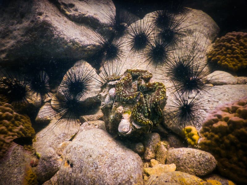 Sea Shell Red Sea Underwater Snorkelling Stock Image - Image of ...