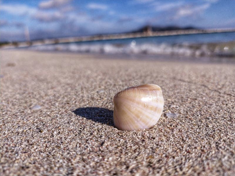 Sea Shell Relax Nature Beach Sands Stock Photo - Image of wood, leaf ...