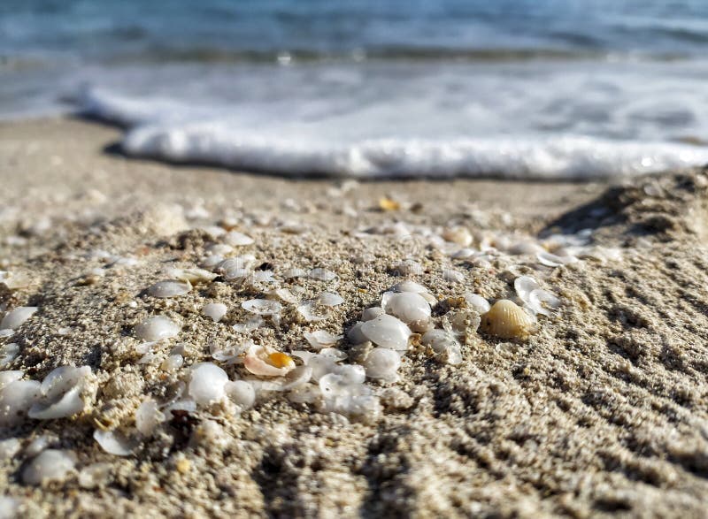 Sea Shell Relax Shels Wave Nature Stock Image - Image of wave, shell ...