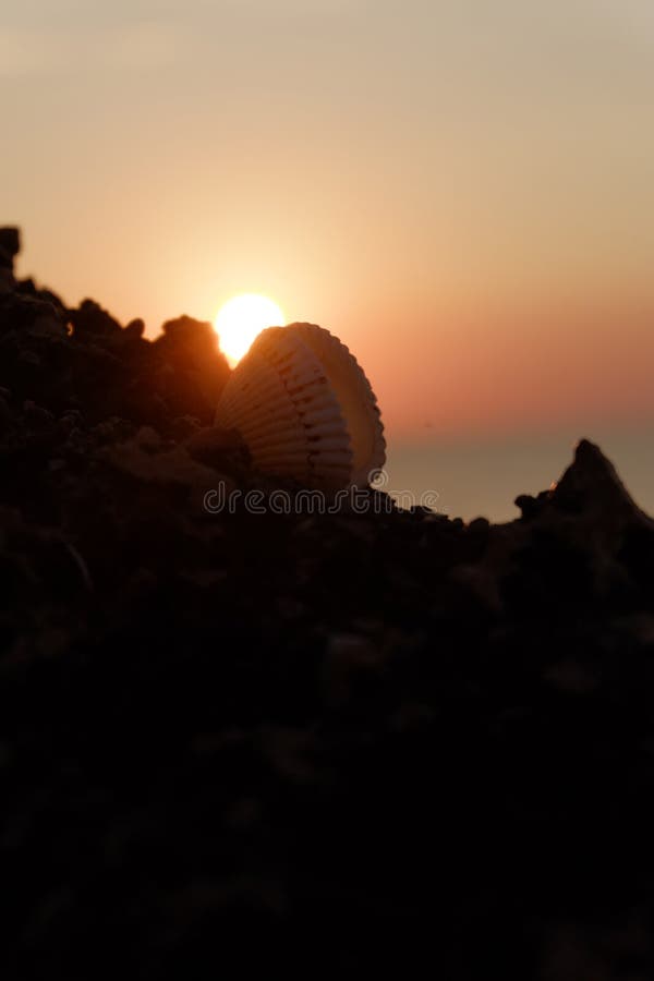 Sea Shell on Rock in Front of Setting Sun Stock Photo - Image of calm ...