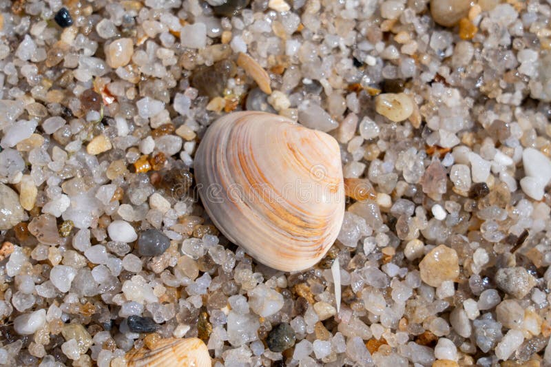 Sea Shell on a Rock with Gravel and Leaf Stock Photo - Image of marine ...