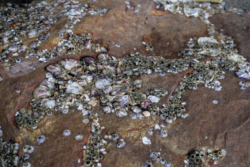 Sea shell on rock stock photo. Image of blue, shell, marine - 53859258