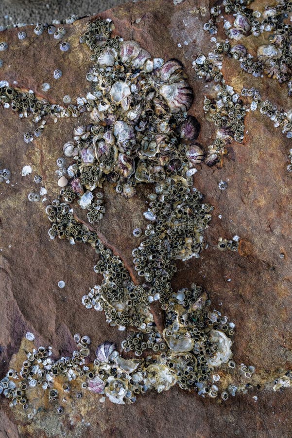 Sea shell on rock stock image. Image of summer, dead - 53859517