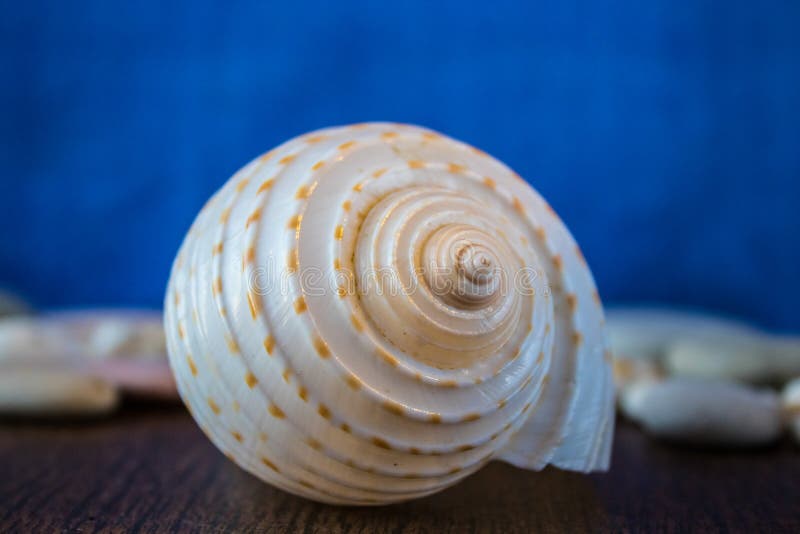 Sea Shell Round Shape Located on a Blue Background Stock Image - Image ...