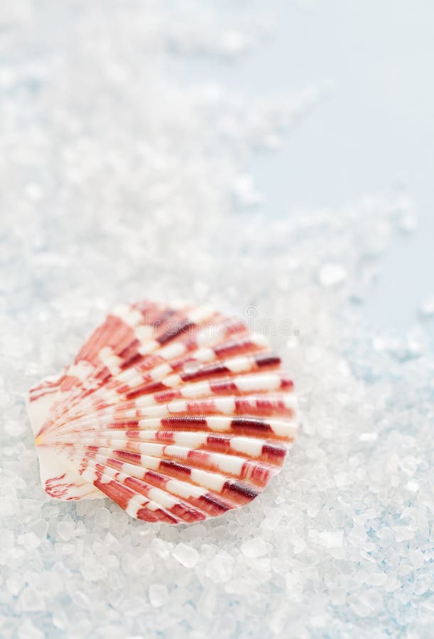 Sea salt in shell stock photo. Image of crystal, closeup - 20280064
