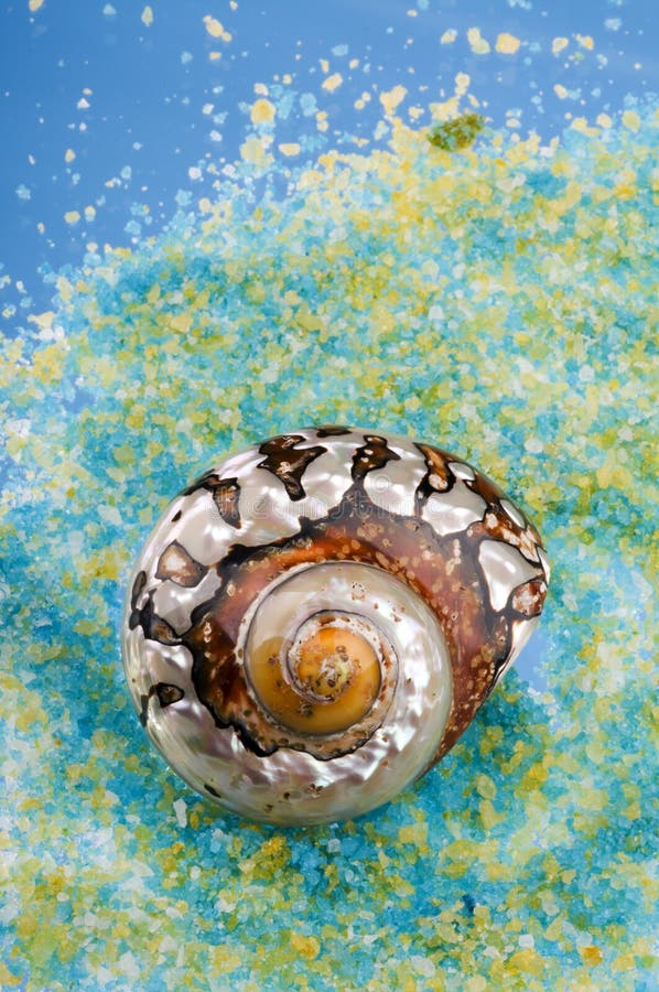 Sea shell on salt grains. stock image. Image of objects - 4266155