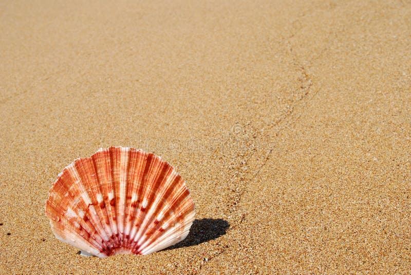 Sea shell on sand stock image. Image of lagoon, shell - 10481333