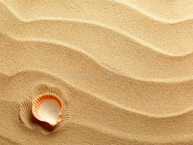 Sea shells with sand stock image. Image of nature, coast - 19121473