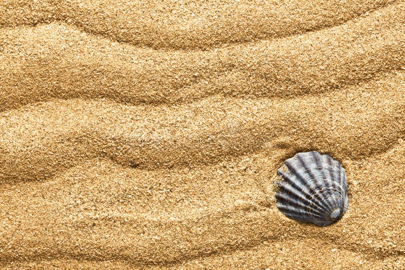 Sea shell on sand stock image. Image of macro, natural - 32293555