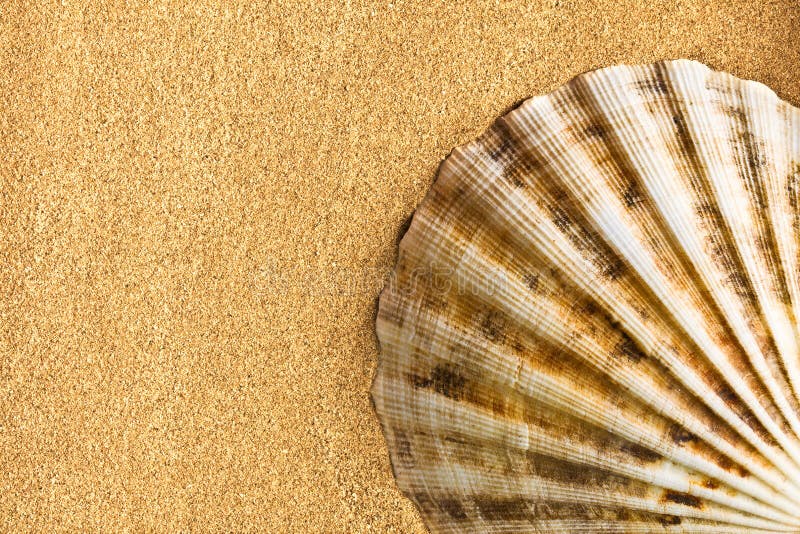 Sea shell on sand stock image. Image of wallpaper, nautilus - 32294055