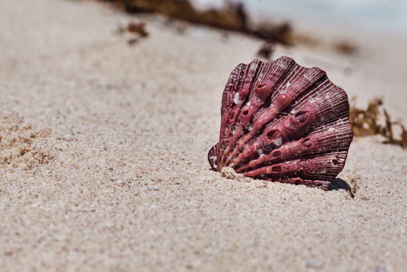 Sea Shell with Sand As Background on the Seashore of Cancun, Mex Stock ...