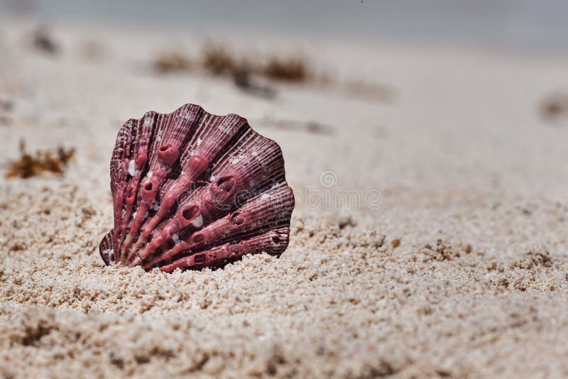 Sea Shell with Sand As Background on the Seashore of Cancun, Mex Stock ...