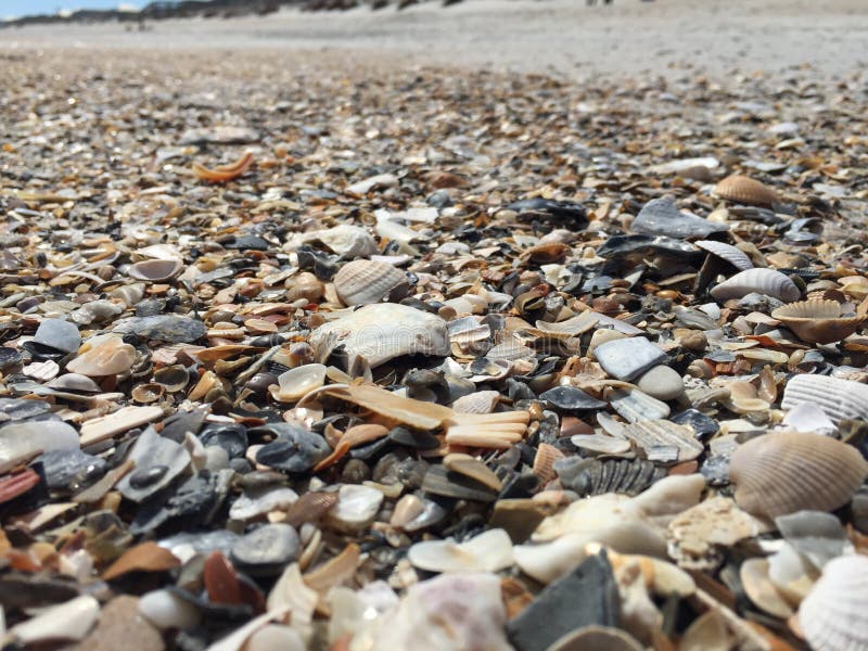 Sea shell sand bar stock photo. Image of shells, ocean - 51503002