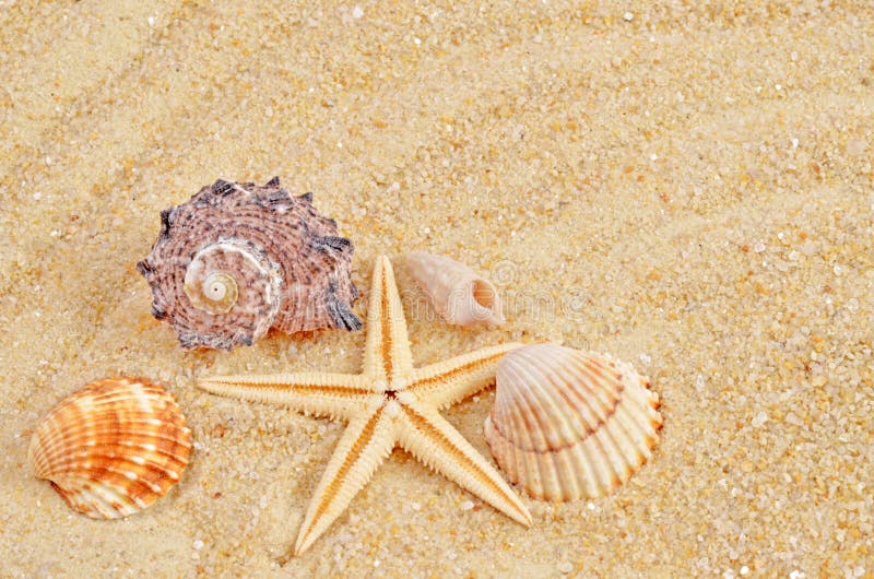 126 Makro Beach Stock Photos - Free & Royalty-Free Stock Photos from ...