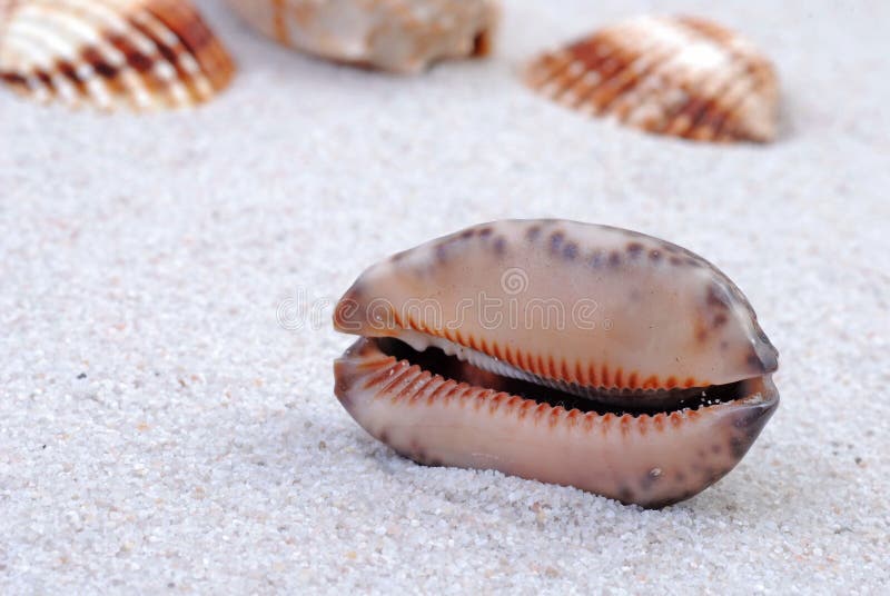 126 Makro Beach Stock Photos - Free & Royalty-Free Stock Photos from ...