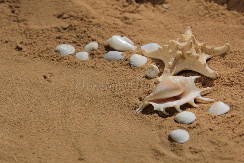 Sea shell stock photo. Image of kids, sand, calm, idyllic - 119165026