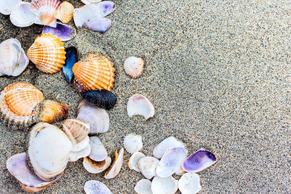 Sea Shell on Sand Beach Close Up. Stock Image - Image of macro, sand ...