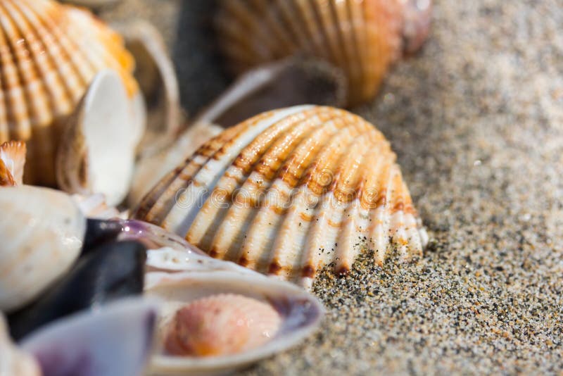 Sea Shell on Sand Beach Close Up. Stock Image - Image of mollusk ...