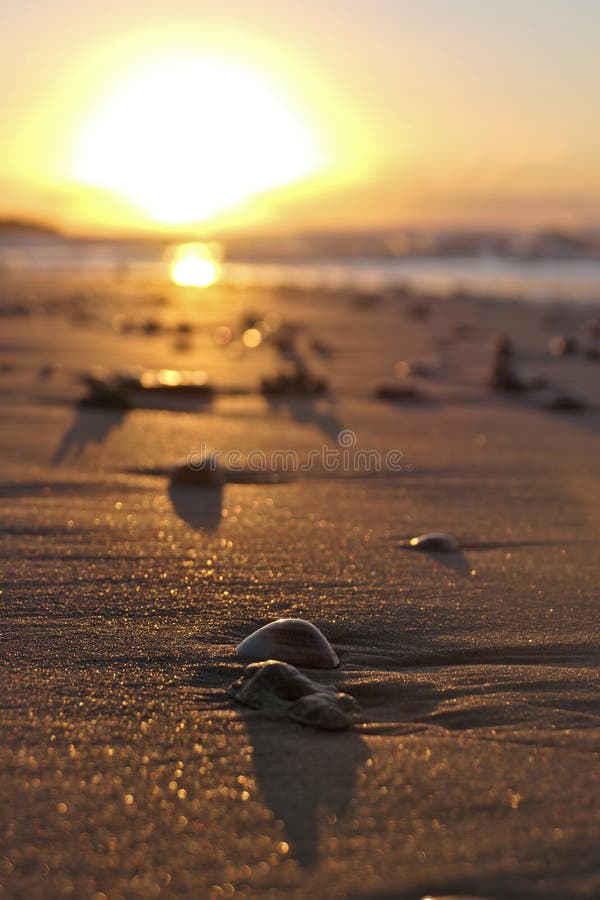 Sea Shell on the Sand at the Beach Stock Photo - Image of destinations ...