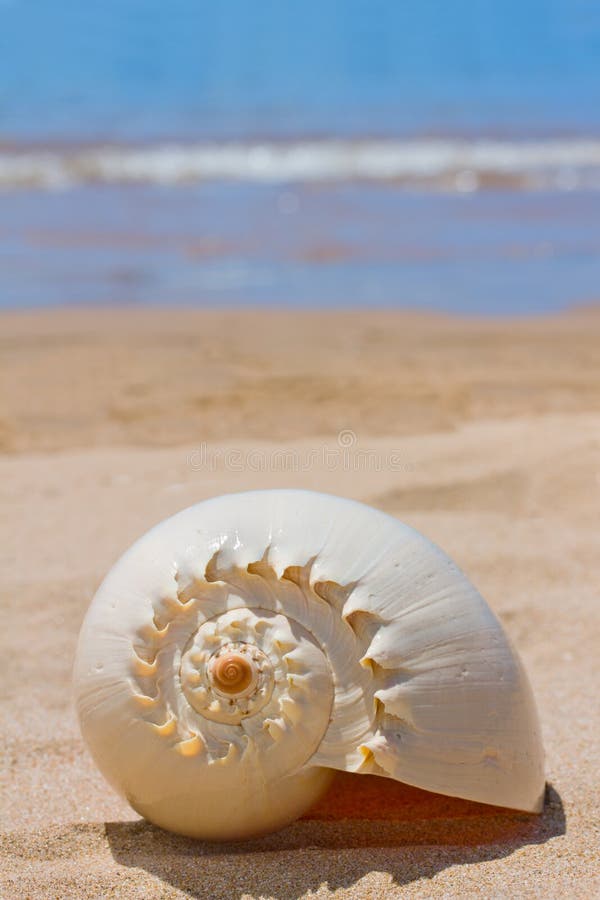 Sea shells stock image. Image of design, background, nature - 24930649