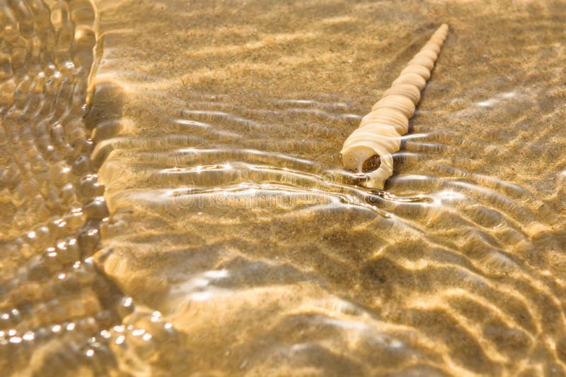 Sea Shell on Sand Beach and Wave on Top View Stock Photo - Image of ...