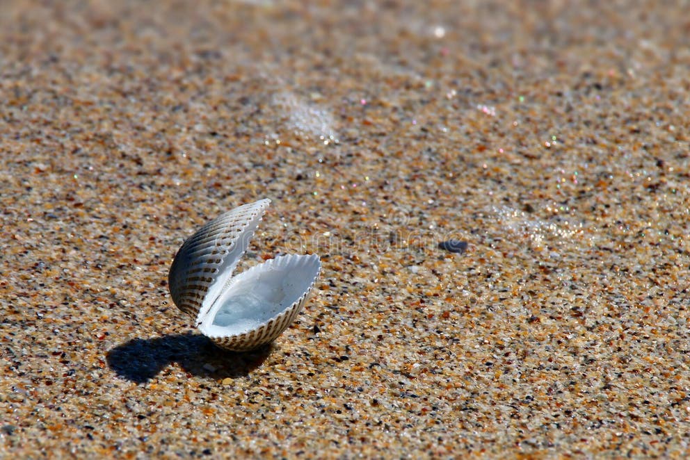 Sea Shell stock photo. Image of resort, travel, waves - 90656638