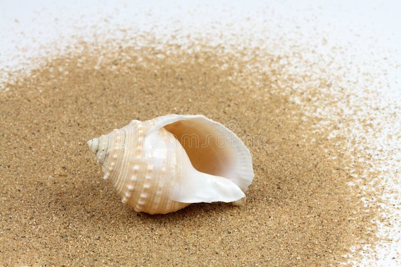 Sea shell in sand stock photo. Image of macro, detail - 174546424