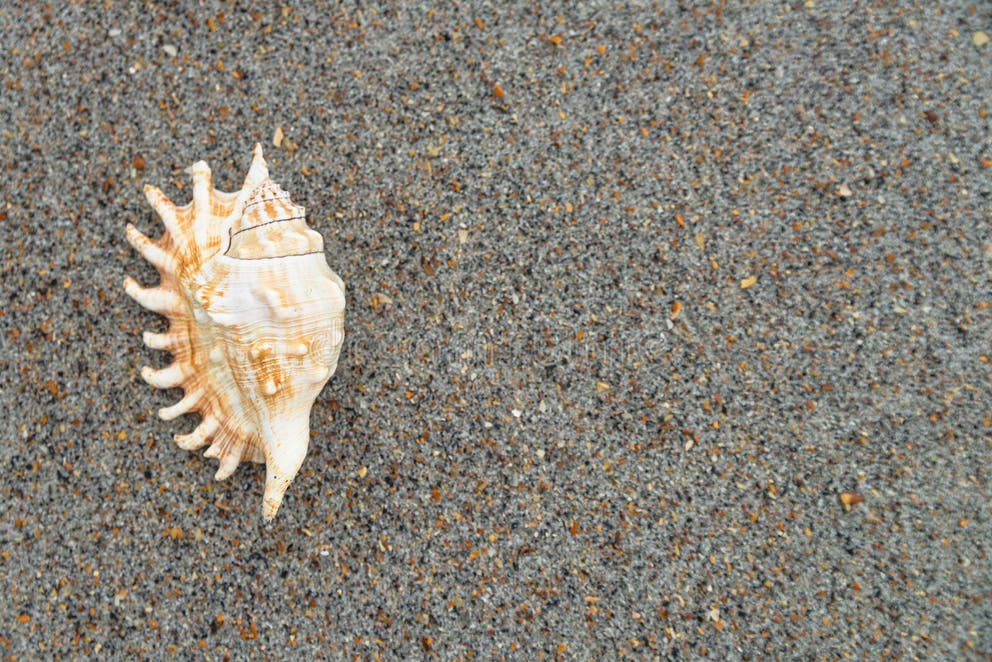 Sea Shell on the Sand Close-up Top View. Space for Text Stock Photo ...
