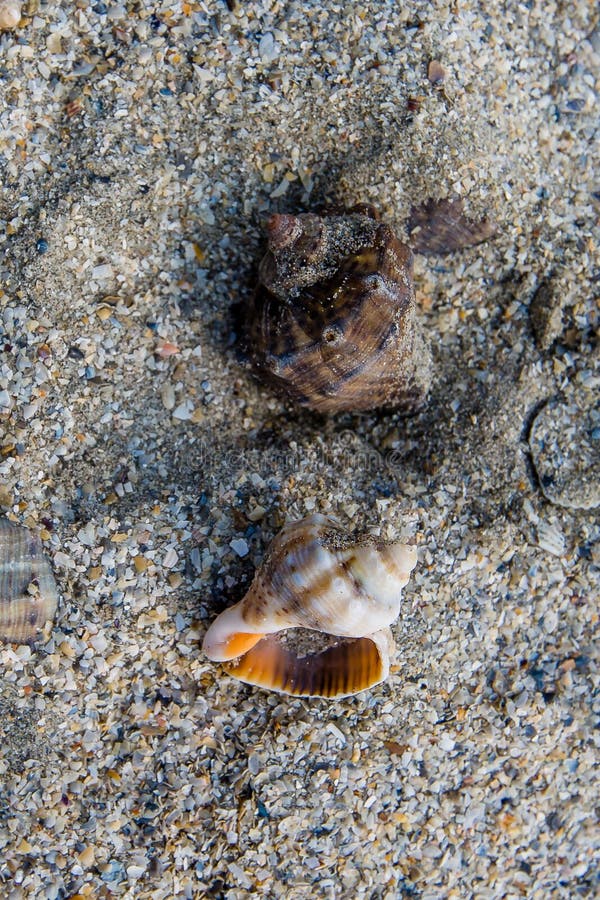 Sea Shell in the Sand - Closeup View Stock Image - Image of debris ...