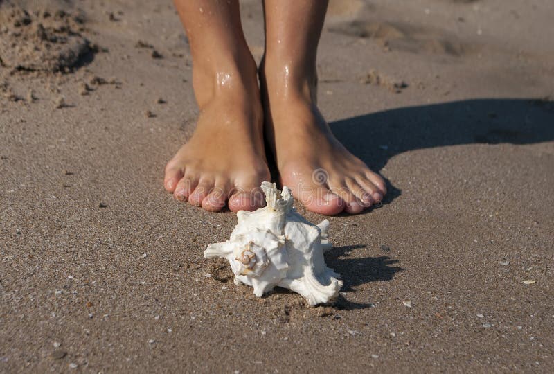 Sea shell stock photo. Image of human, beach, foot, skin - 47598344
