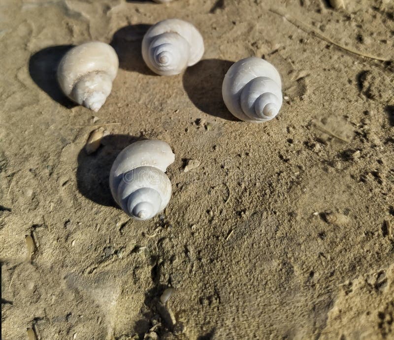 Sea shell on sand stock photo. Image of snail, mark - 276991734