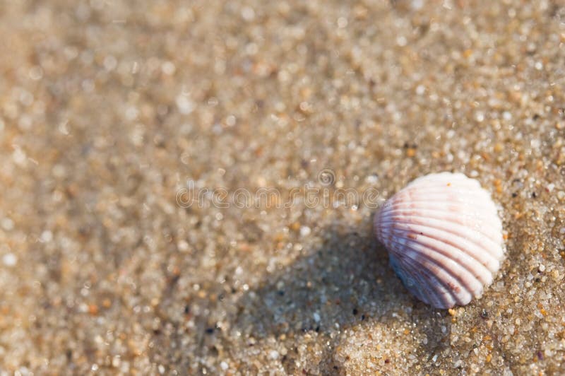 Shell stock image. Image of shell, nature, seashell, isolated - 4636965