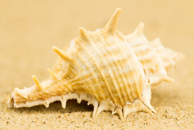 Sea shell the sand. Macro stock photo. Image of coastline - 62211074