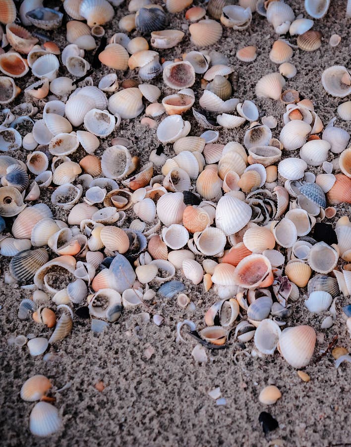 Sea shell on sand stock photo. Image of blue, brown, marine - 54376008